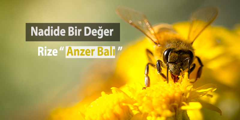 Nadide Bir Değer; Rize Anzer Balı